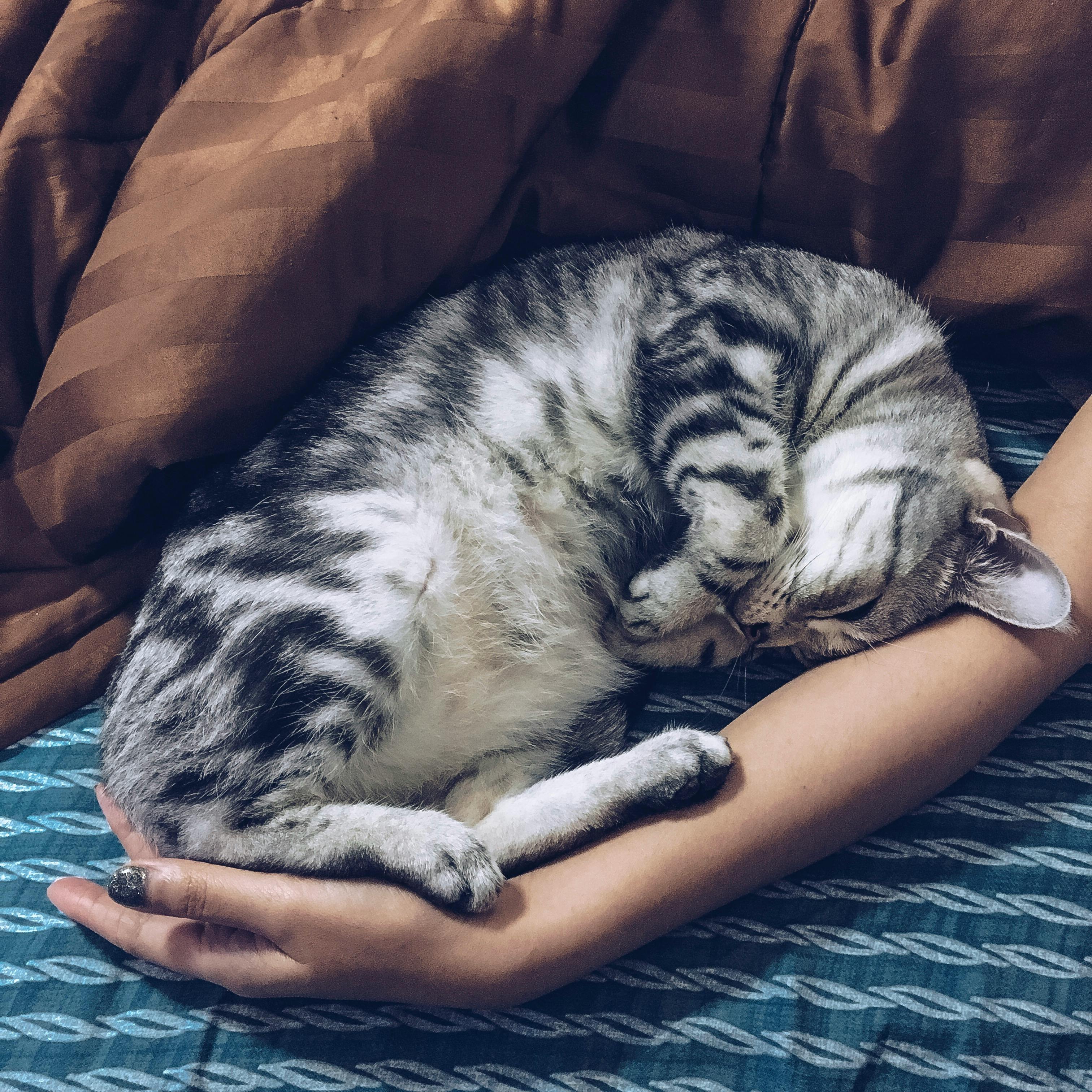 Qui sommes-nous? – Trendycat